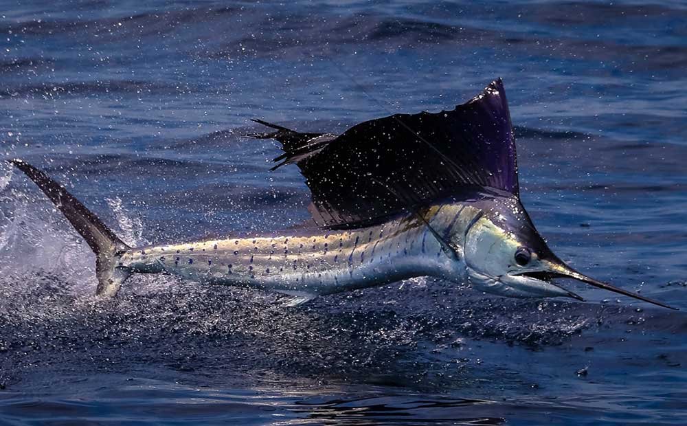 The Aquatic Sprinters’ Arena – Sailfish and Marlins of The Great ...